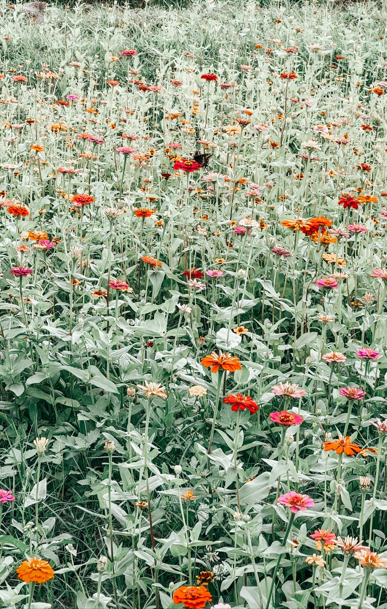 Flower Fields in Florida – Emelia Simoneau